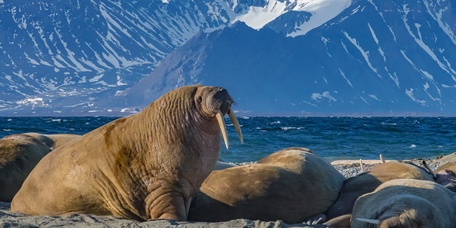 The World | Past Expeditions | Svalbard