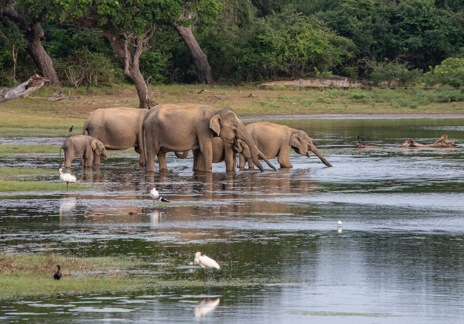 Yala National Park Elephant Sri Lanka Yala National Park Jeepsafari